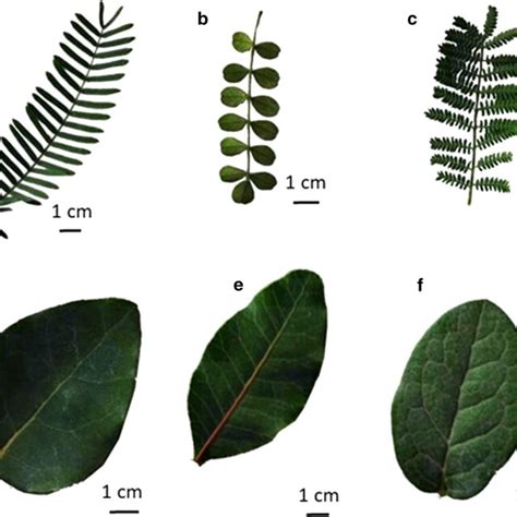 Photosynthetic Limitations Of Compound And Simple Leaves Species