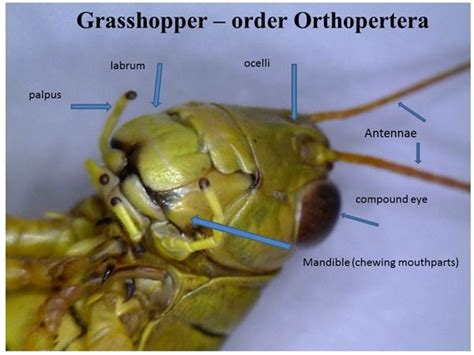 Grasshopper Mouth Diagram