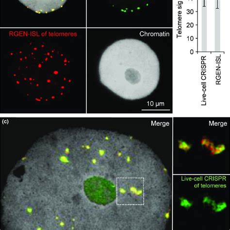 Rna Guided Endonuclease In Situ Labelling Rgen Isl Specifically