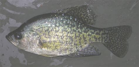 Pomoxis Nigromaculatus Centrarchidae Image 9466 At