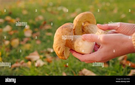 Mushroom Picker Shows Wild Porcini Mushrooms On Green Grass Background