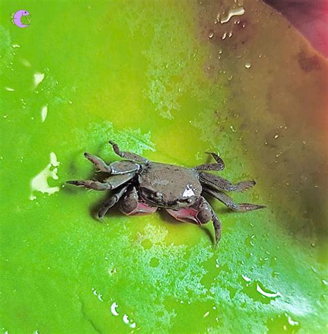 Cua Ớt Mini Llyoplax Sp Thủy Sinh Tím