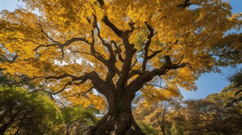 Beautiful Oak Tree Photography