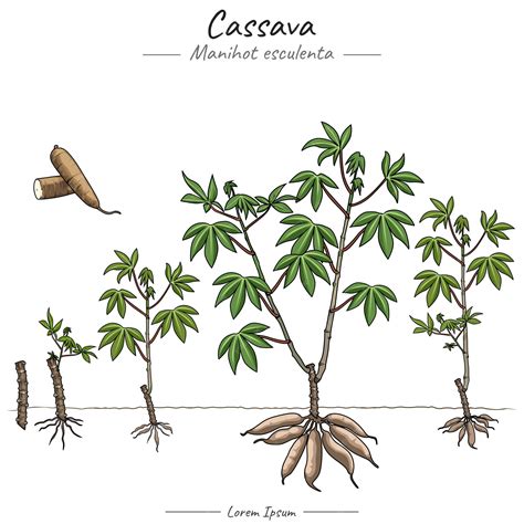 Premium Vector Cassava Plant Or Tree Set Illustration