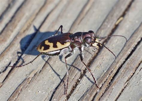Bug Othe Week Big Sand Tiger Beetle Riveredge Nature Center