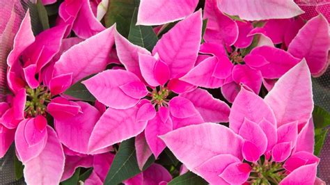 Cheerful Pink Poinsettias For Rich Tones And Pretty Pastels Gardening