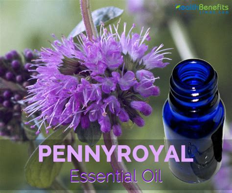 Pennyroyal Essential Oil Facts And Health Benefits