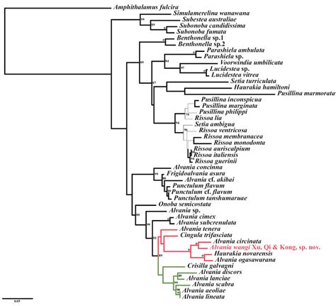 maximum likelihood phylogram based on analysis of the concatenated 16s