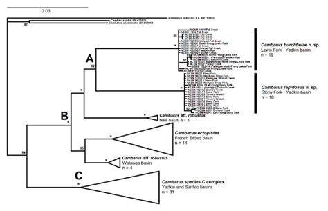 Bayesian Phylogenetic Reconstruction Mrbayes V3 2 7 Of Relationships