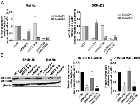 Sirna Mediated Knockdown Of Magoh And Magohb Expression In The