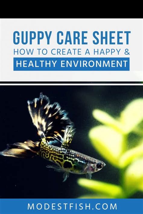 guppy care sheet your definitive guide on housing feeding and breeding