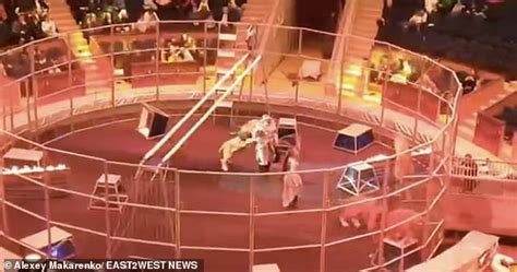 Lion Leaps On To Russian Circus Performer And Sinks Its Teeth Into