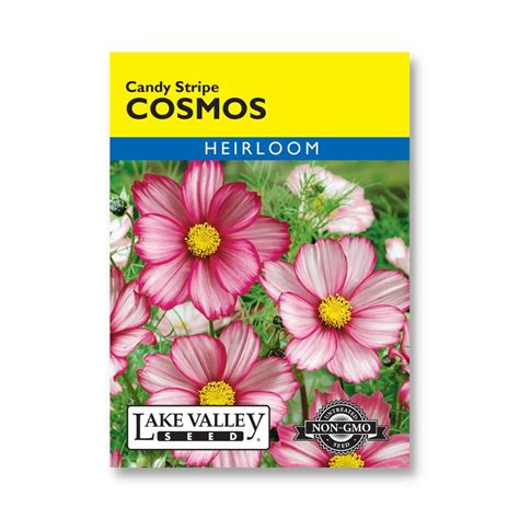 Candy Stripe Cosmos Seeds Willard Bay Gardens