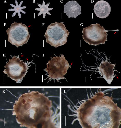 Direct Polyp Formation From Degenerating Juvenile Aurelia Sp1
