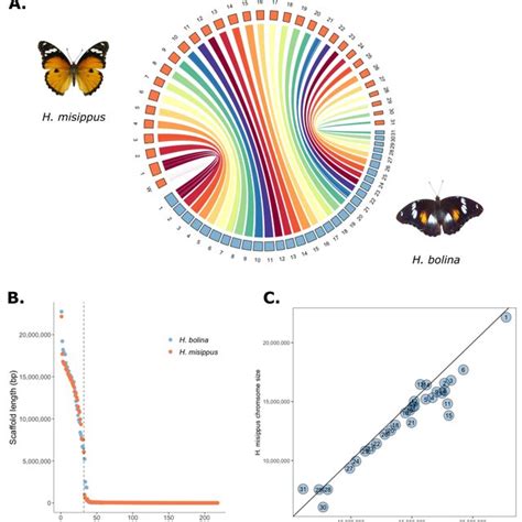 Chromosome Level Assemblies For Hypolimnas Misippus And H Bolina A