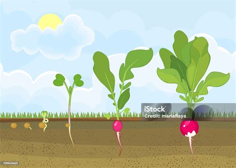 무 식물의 수명 주기 수확 하는 종자와 새싹에서 무의 성장 단계 개발에 대한 스톡 벡터 아트 및 기타 이미지 개발 녹색 농업 Istock