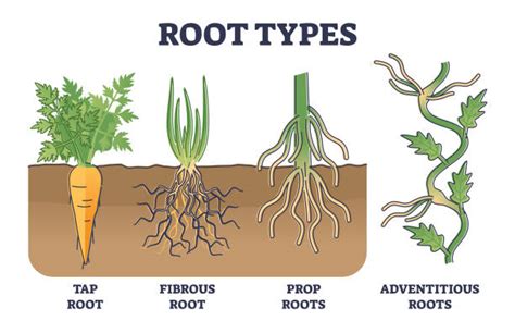 Root Tuber Illustrations Royalty Free Vector Graphics And Clip Art Istock