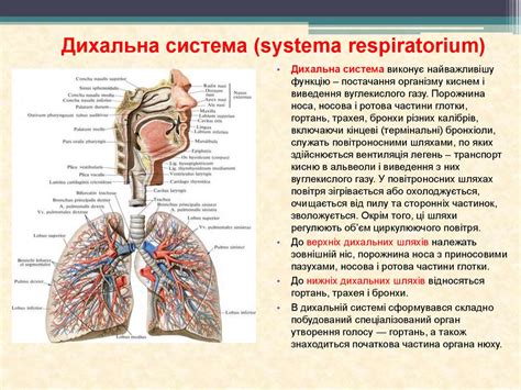 Ніс Носова порожнина Гортань презентация онлайн