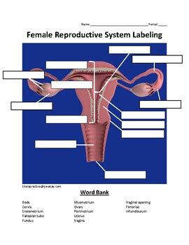 Female Reproductive System Labeling Activity | TPT