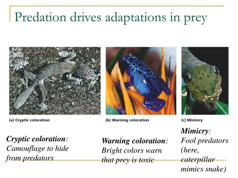 Ppt Species Interactions And Community Ecology Powerpoint Presentation Id 1426944