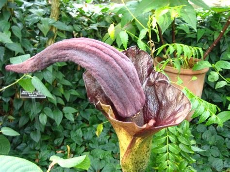 Photos Of Nature Photos Of Ugly Flowers