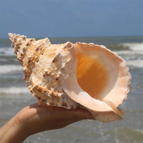Natural Shell Sea Decoration Big Sea Shell Conch Natural Sea Shell