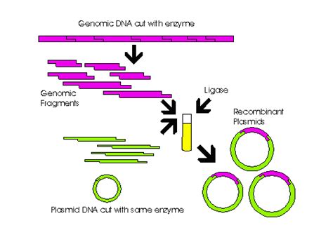 Plasmid Example