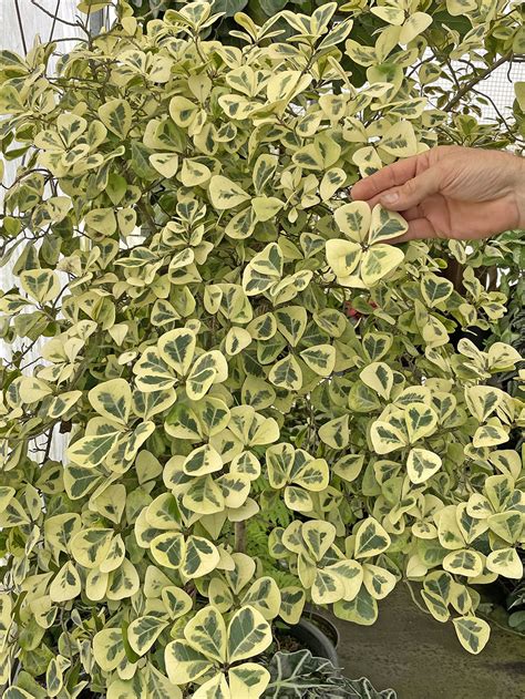 Variegated Ficus Triangularis Odd Spot Plants