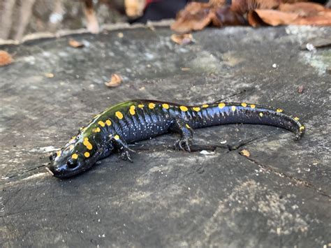 Ce Webinar Series Virginia Master Naturalists