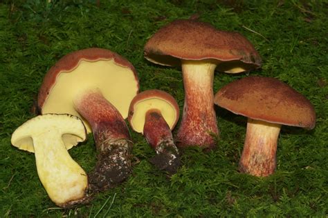 Anyone Id This Mushroom 🍄 Forums