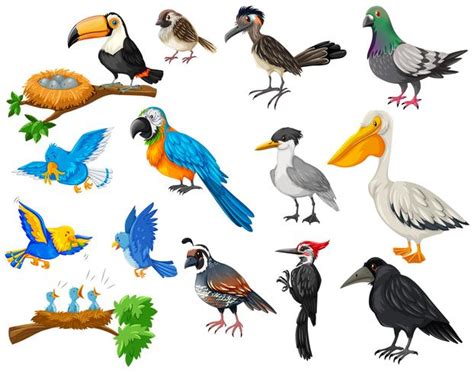 Conjunto De Diferentes Tipos De Aves 297846 Vector En Vecteezy