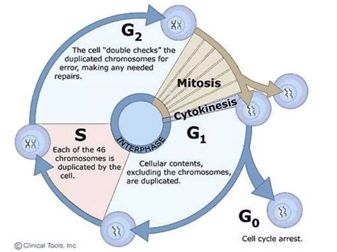 The Cytoskeletal System Cell Cycle And Dna Project Ppt