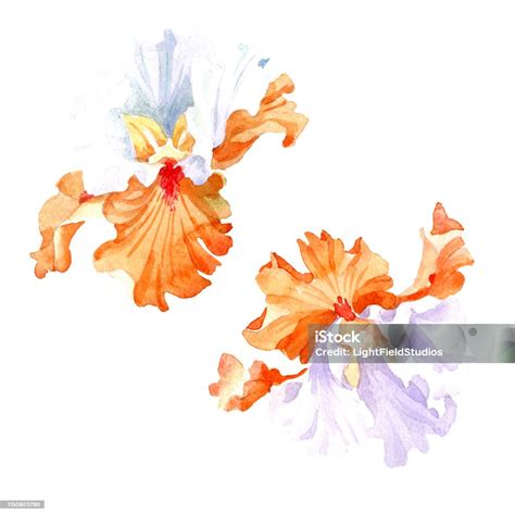오렌지 화이트 아이리스 꽃 식물 꽃입니다 수채화 배경 그림 집합입니다 고립 된 아이리스 그림 요소입니다 0명에 대한 스톡 벡터 아트 및 기타 이미지 Istock