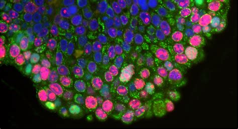 The Ph Group Department Of Biology University Of Copenhagen