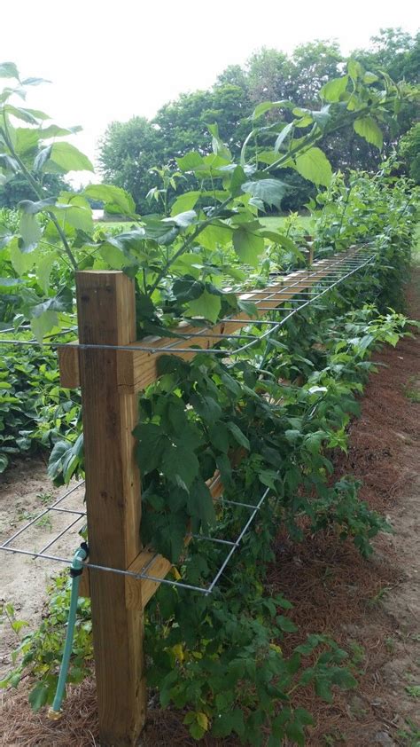 Quick And Easy Diy Raspberry Trellis Artofit