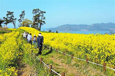 섬 전체가 꽃밭이에요 4월 봄꽃 마니아들이 몰리는 섬 여행지 여행을말하다