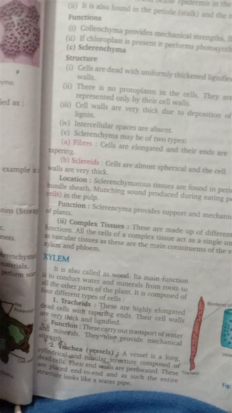 Fibres Cells Are Elongated And Their Ends Are Tapering B Sclereids