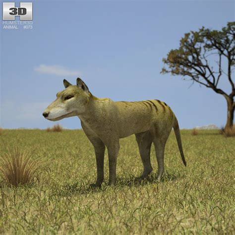 Thylacine Low Poly 3d Model Download Mammals On