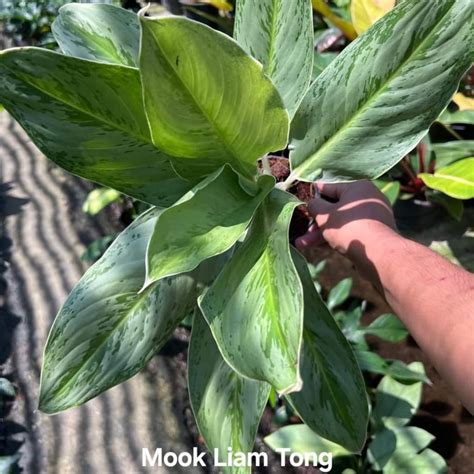 Mook Liam Tong Exoticflora Emporium