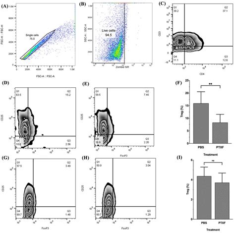 Effects Of Pentoxifylline On The Treg Proportion In Tils And