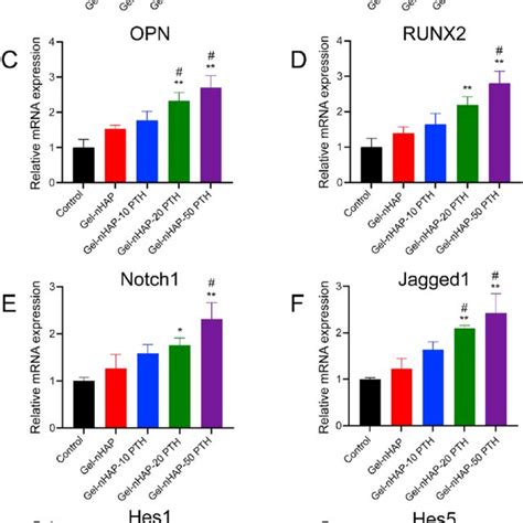 Expression Of Osteogenic Genes Alp A Ocn B Opn C And Runx2