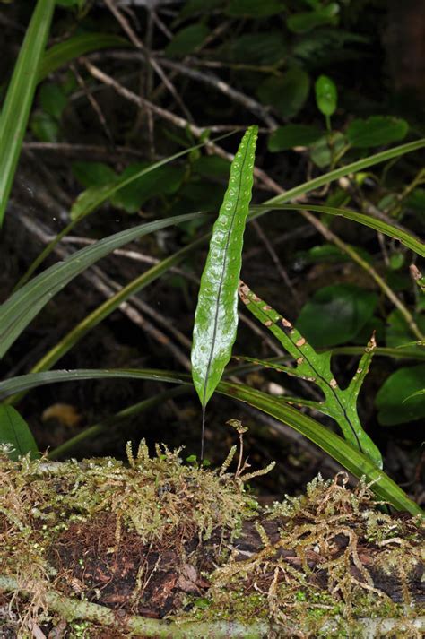 Microsorum Pustulatum Polypodiaceae