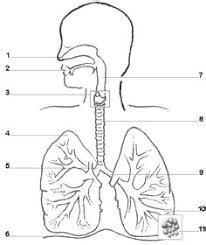 Gas Exchange Diagram Quizlet