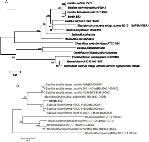 Method For Biosynthesis Of Nano Selenium By Virtue Of Bacillus Licheniformis And Application Of