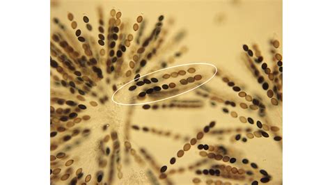 Department Of Botany