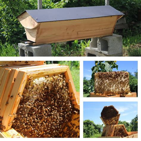 Corso Che Tipologia Di Arnia Scegliere Aani Associazione Apistica Naturale Italiana