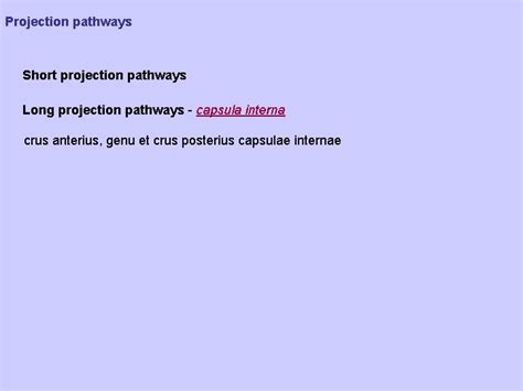 Telencephalic Cortex Nomenclature Paleocortex Archicortex Allocortex Neurons In