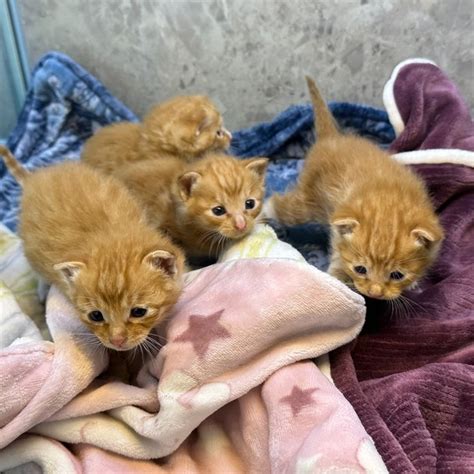 코리안숏헤어 일이삼넷이 포미분양 포매라니안분양 포메리안분양 치아와분양 말티스분양 푸말티분양 러시아블루분양 포미분가격 포매라니안분양가격 포메리안분양가격 치아와분양가격