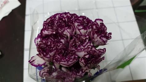 인터넷꽃도매시장 콜롬비아카네이션뉴프레디 Youtube