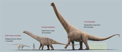 Saurópodos Los Dinosaurios De Cuello Largo